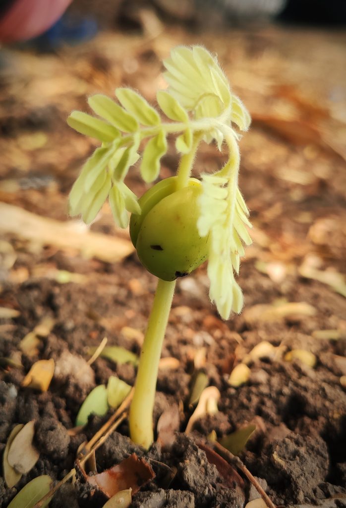 Seed sprouting - PixaHive