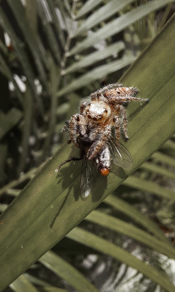 A spider hunting a fly - PixaHive