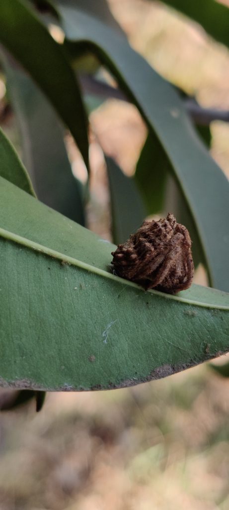 Dry leaf on green leaf - PixaHive