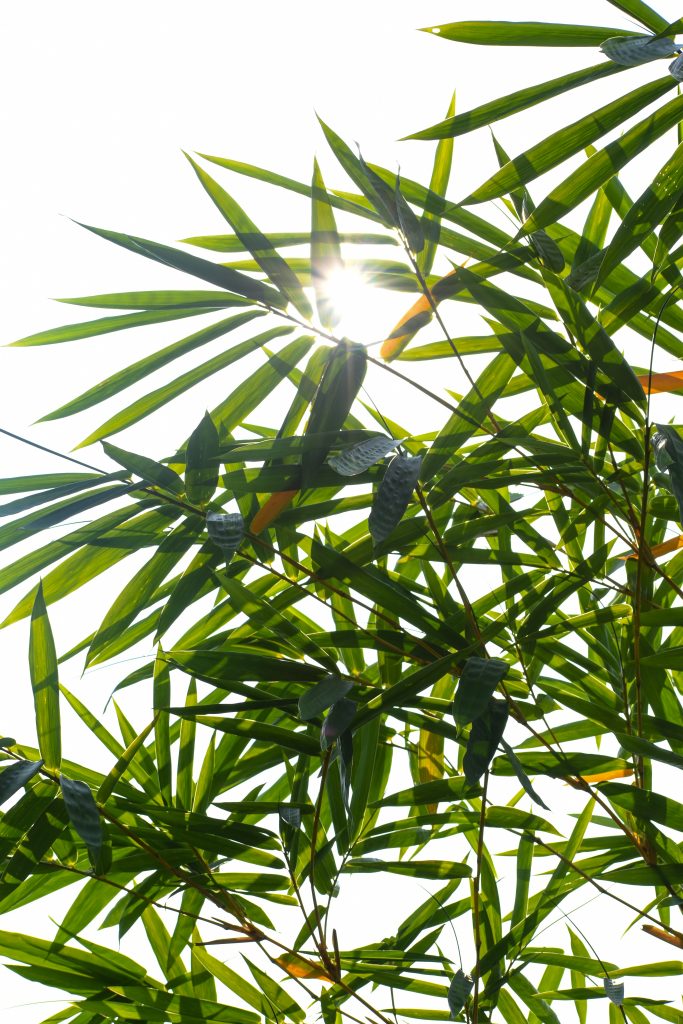 Sun peeping through plant leaves - PixaHive