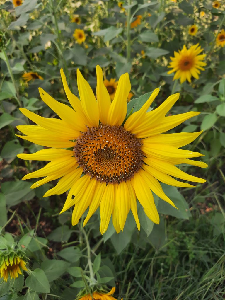 Sunflower - PixaHive