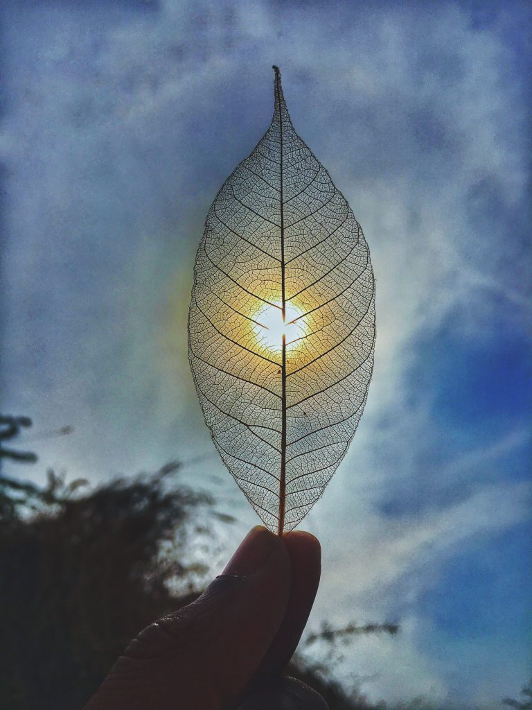 Sunshine through a dry leaf - PixaHive