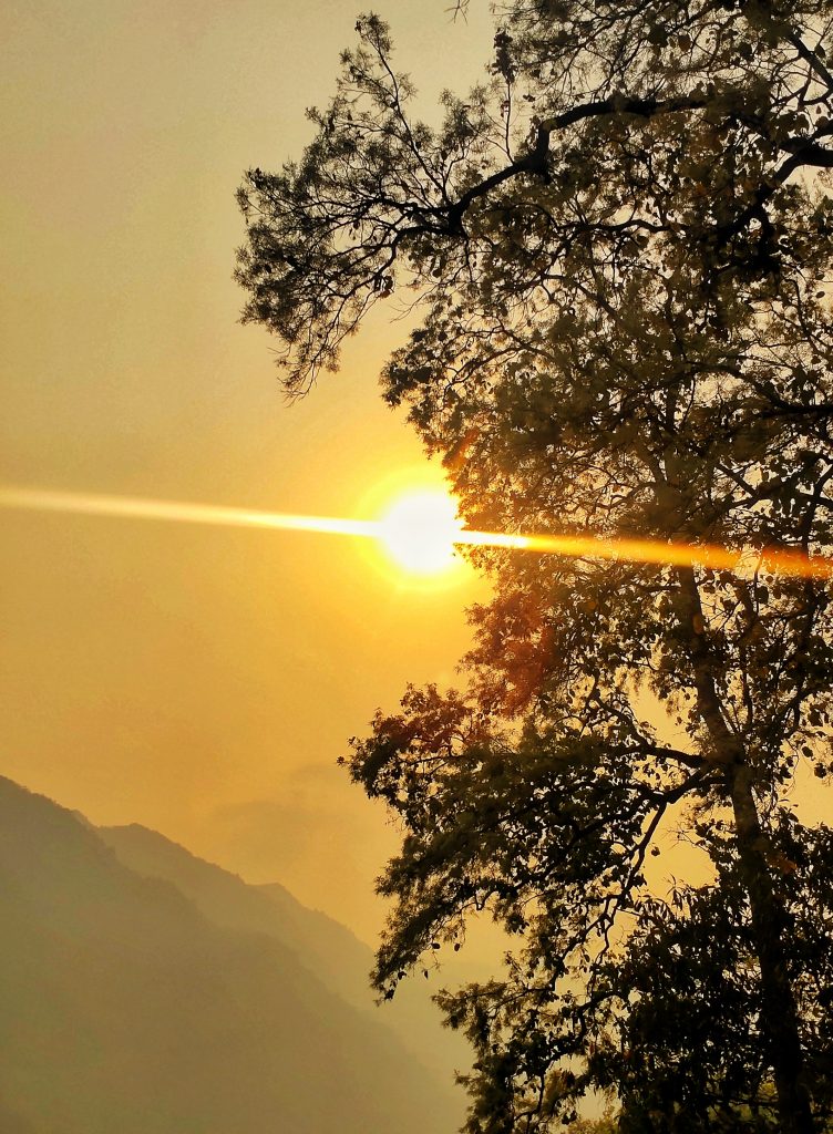 Sunshine through tree - PixaHive