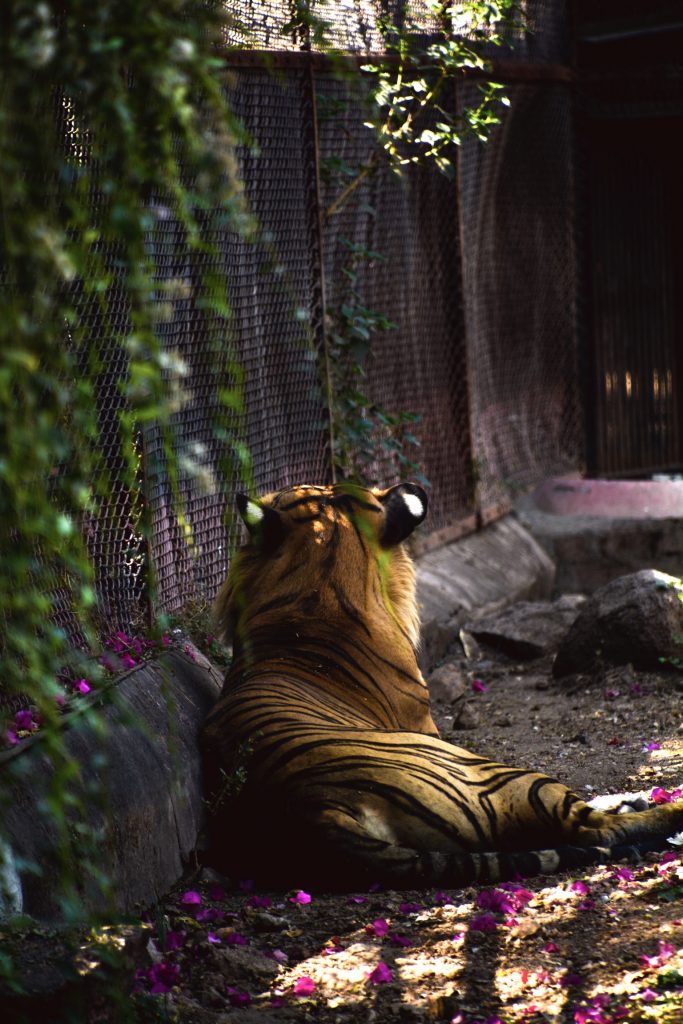 Tiger sitting near the cage - PixaHive