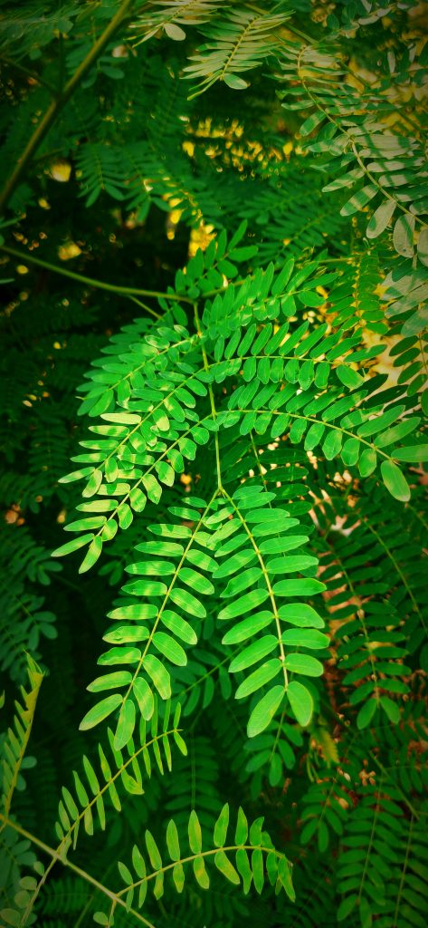 Tiny dark green leaves - PixaHive