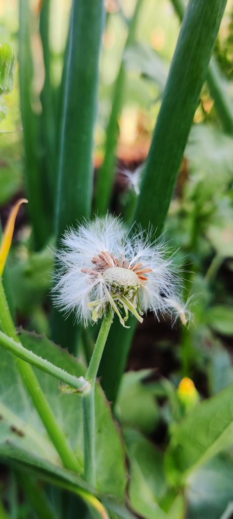 Tiny plant in the farm - PixaHive