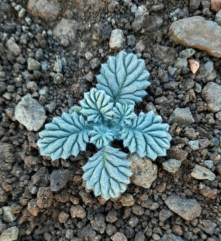 Tiny plant on the ground - PixaHive