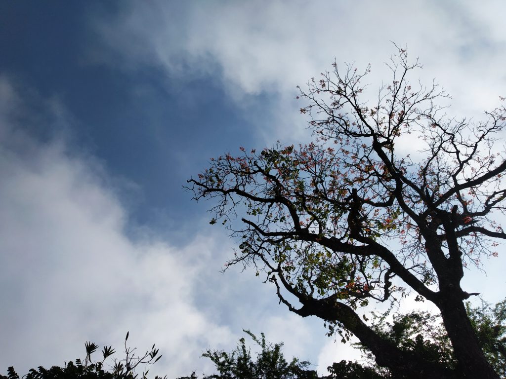 Tree and sky - PixaHive