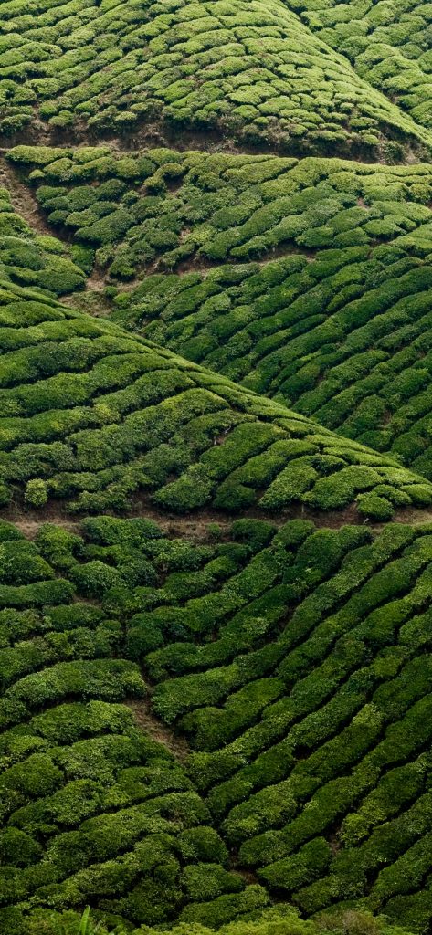 Aerial view of a tea estate - PixaHive