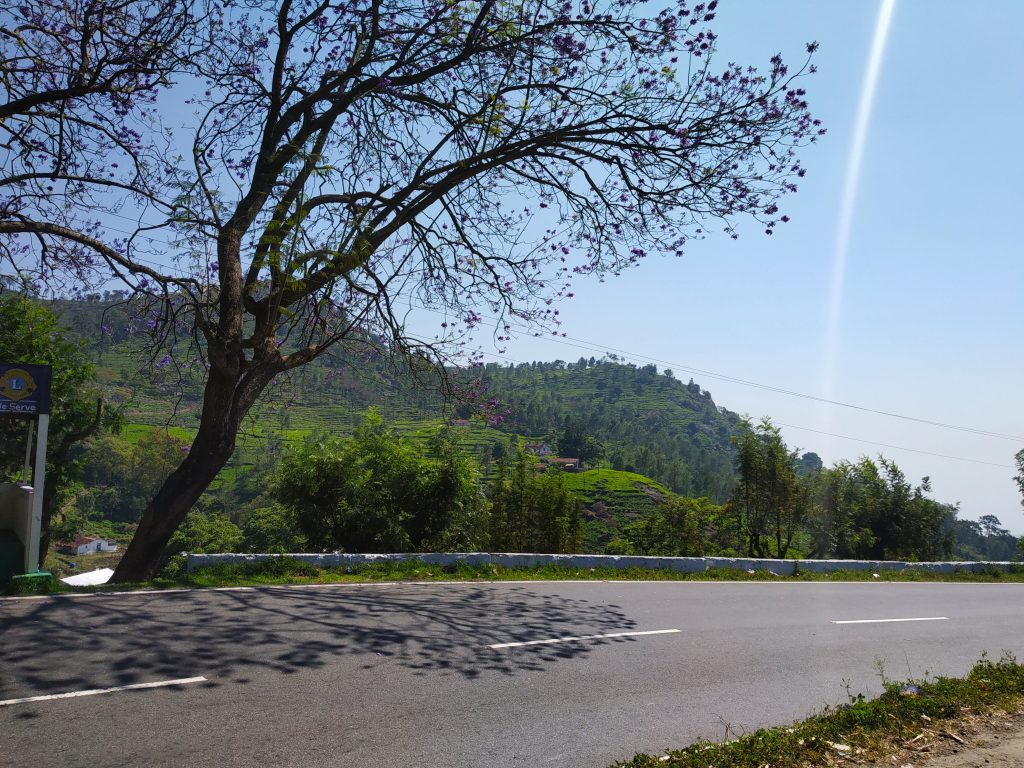 Tree near the road - PixaHive