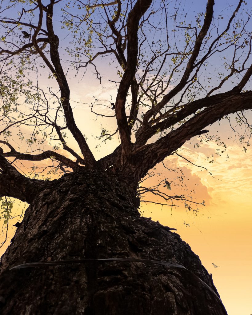 Tree under dynamic sky - PixaHive