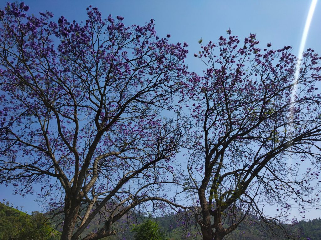 Trees background - PixaHive