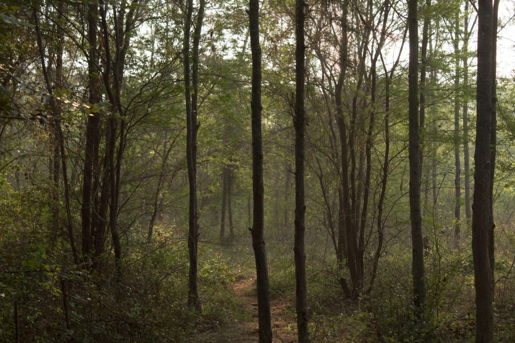 Trees in the forest - PixaHive