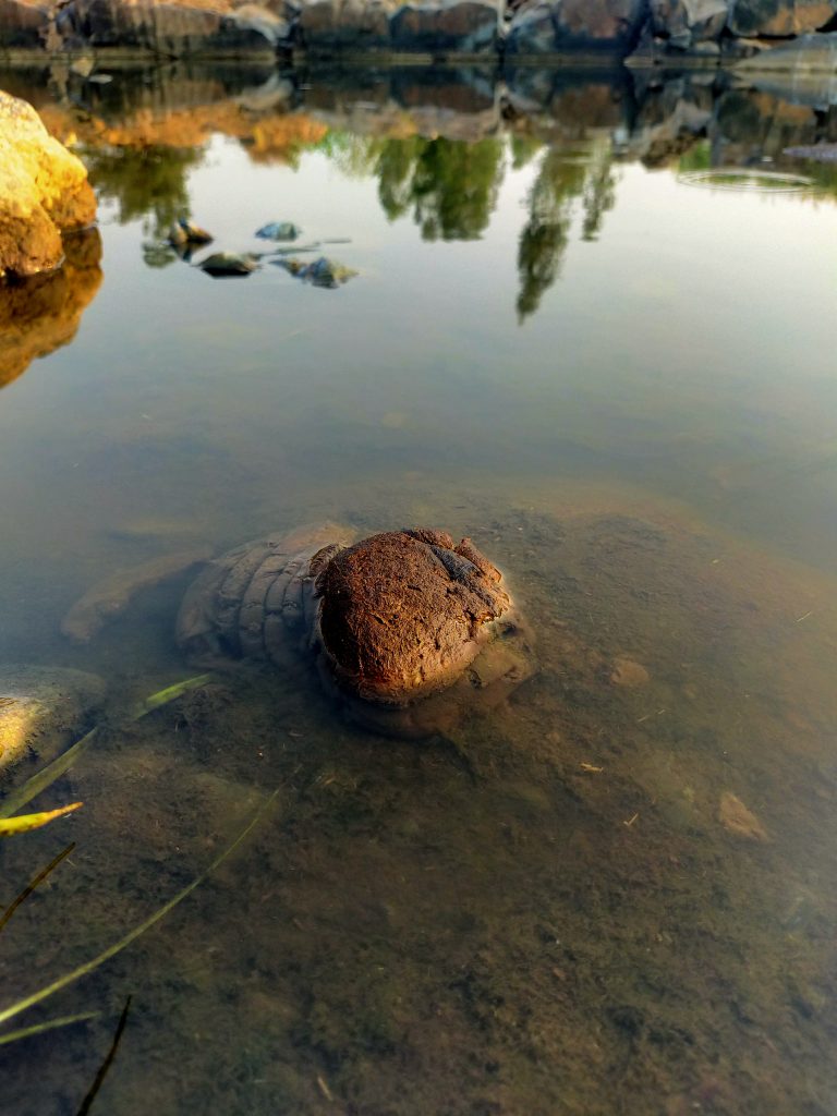 Trees reflection in the river - PixaHive