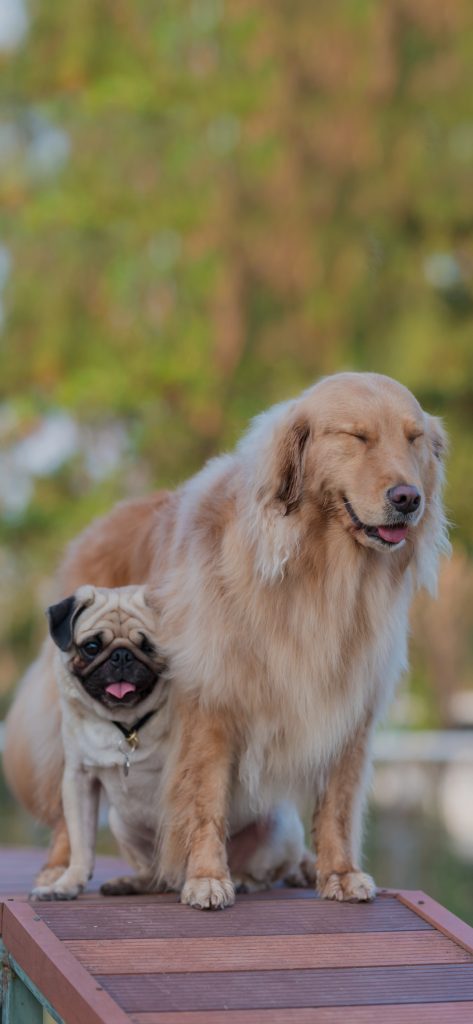 Two pet dogs - PixaHive