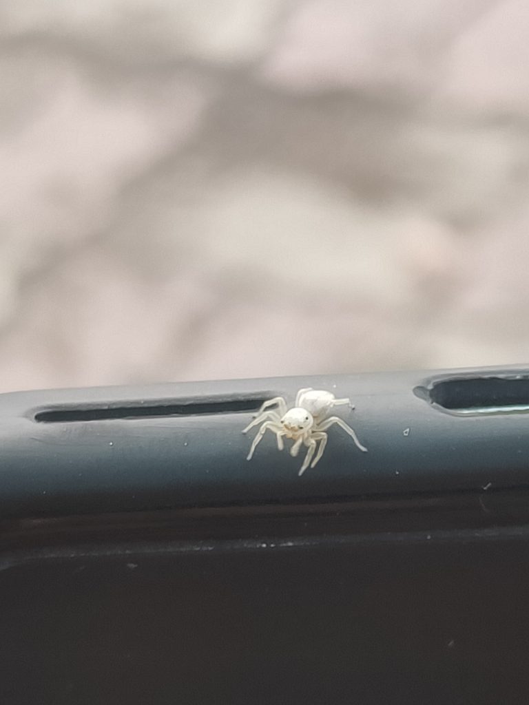 White spider - PixaHive