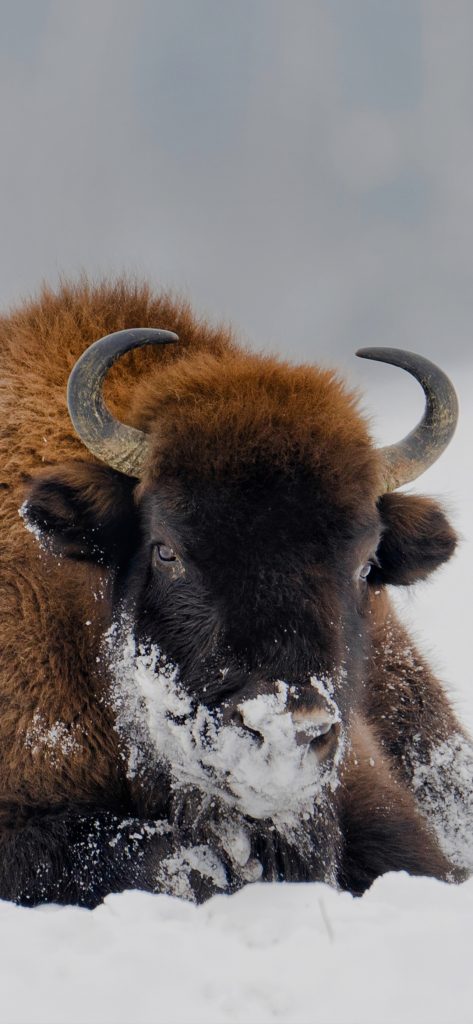 Yak in snow - PixaHive