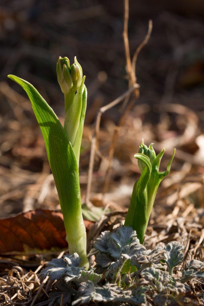 Plant bud - PixaHive