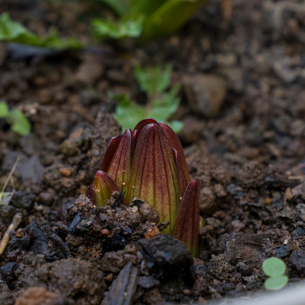 Plant bud - PixaHive