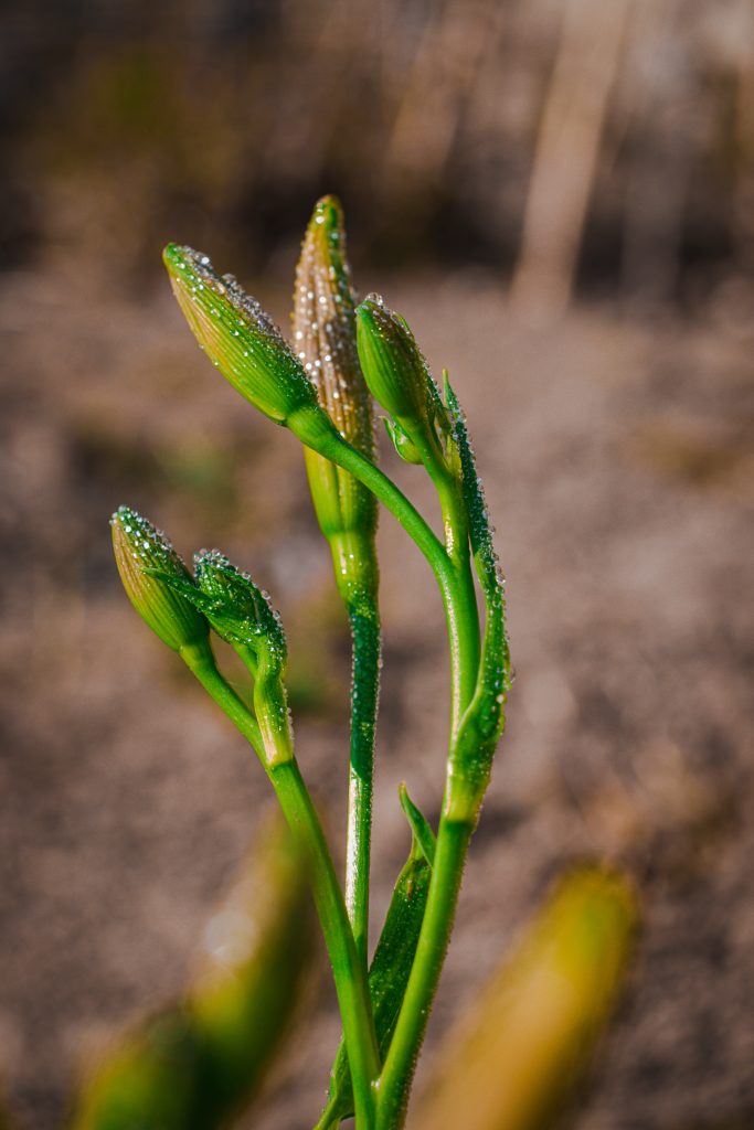 buds of a plant - PixaHive