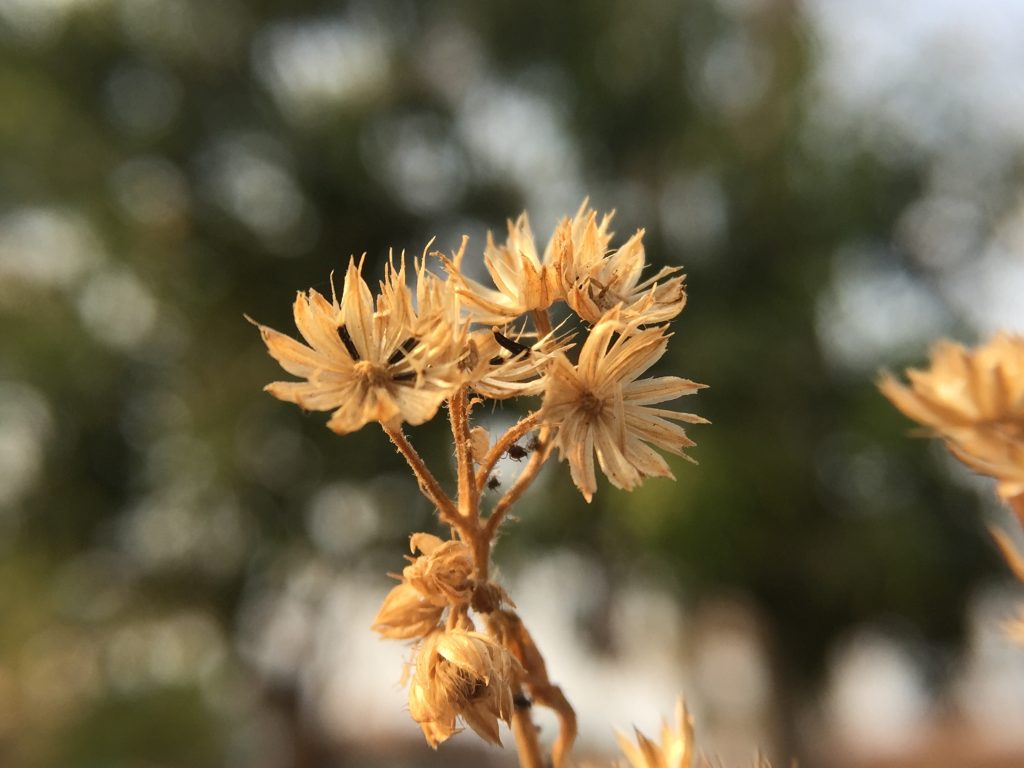 Dry flower on dry plant - PixaHive