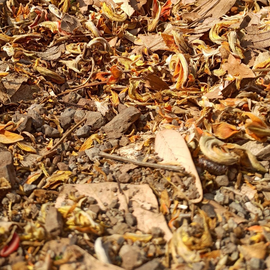 fallen leaves on the ground - PixaHive