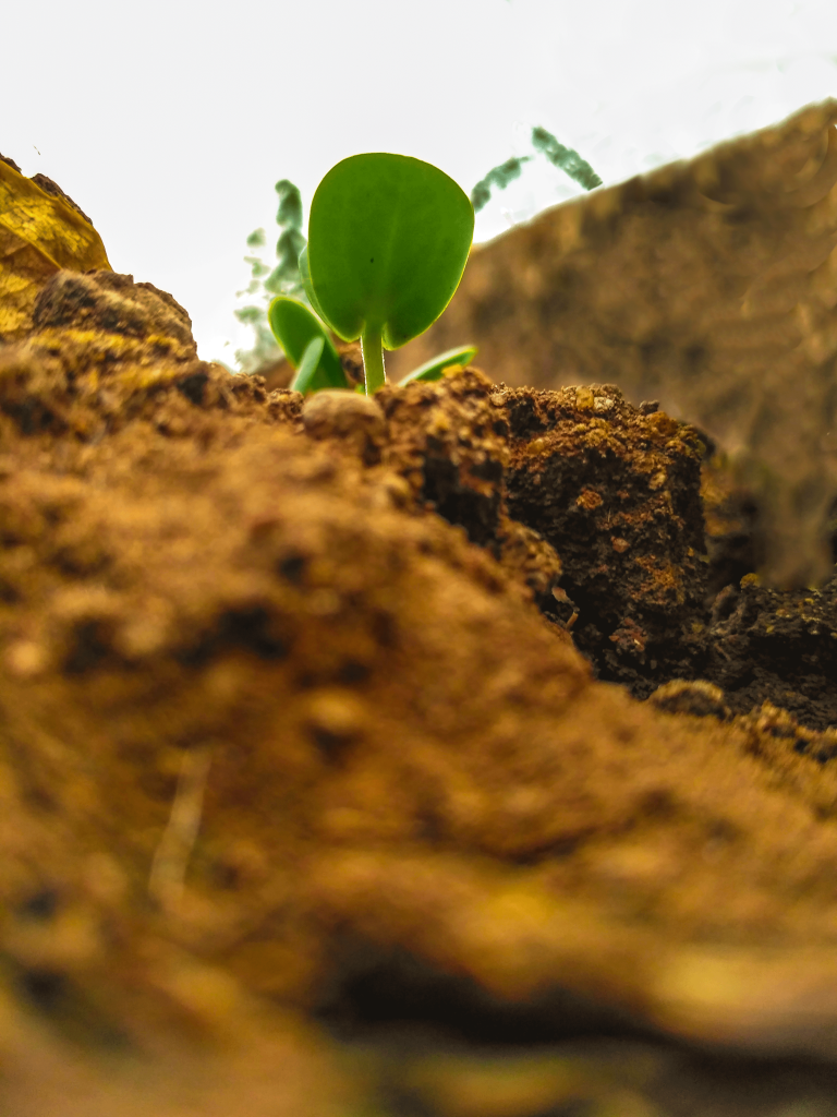 A growing plant - Free Image by The Different One on PixaHive.com