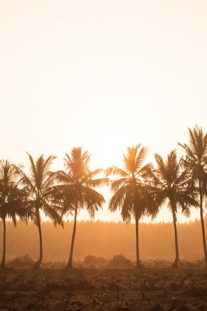 Palm trees in a row - PixaHive