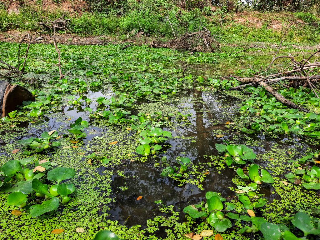 unclean water in a pond - PixaHive