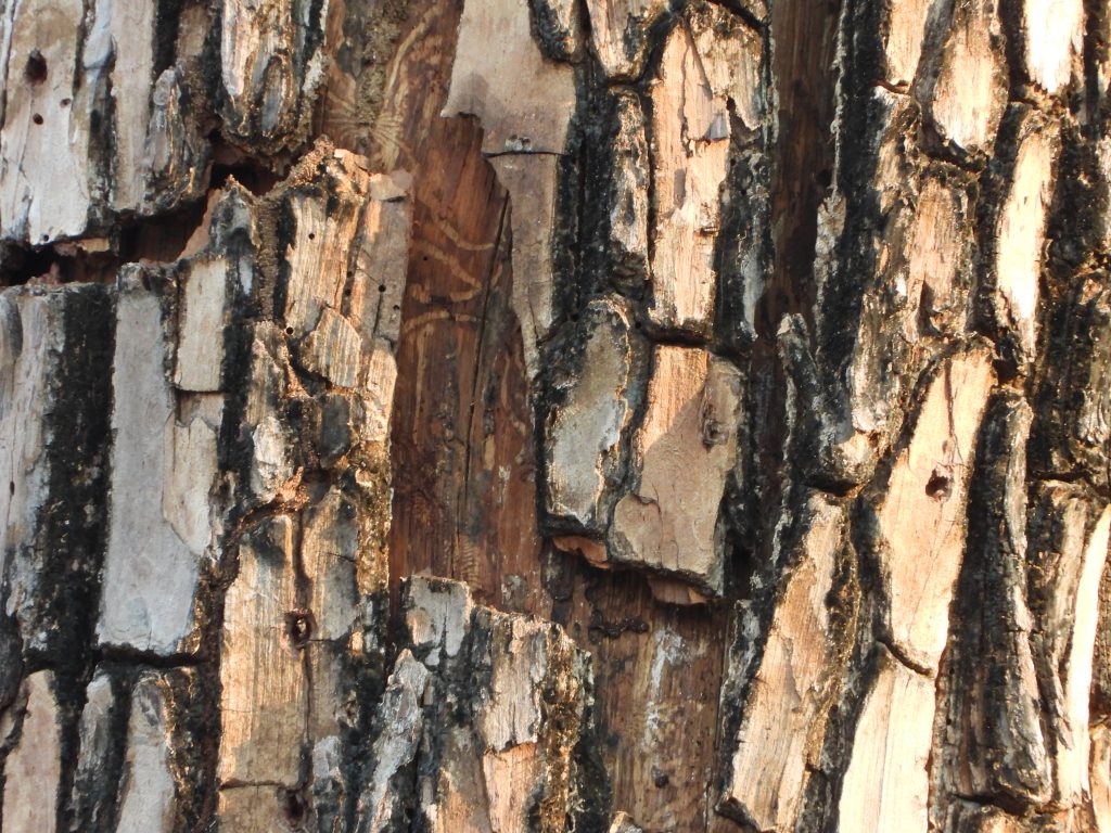 Bark of pine tree - PixaHive