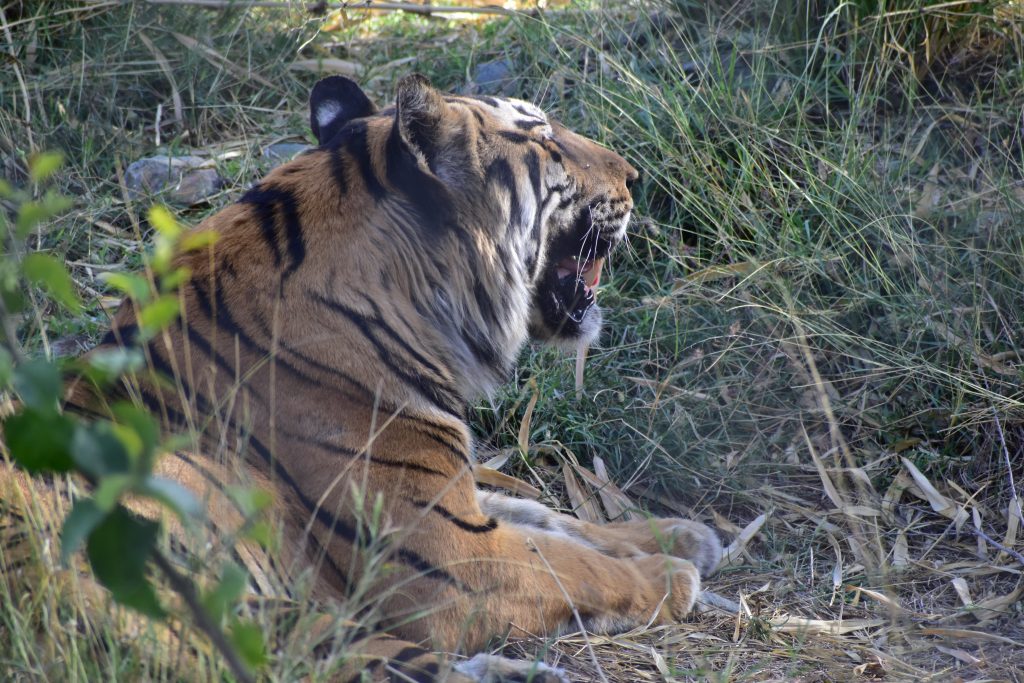 The royal Bengal tiger - PixaHive