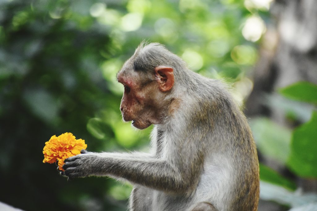 A Monkey is eating something - PixaHive