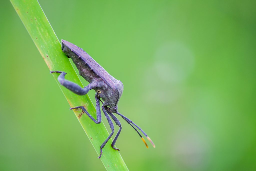 A stink bug on a plant stem - PixaHive