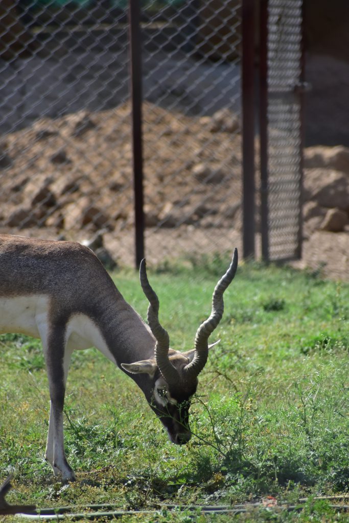 A blackbuck in a zoo - PixaHive