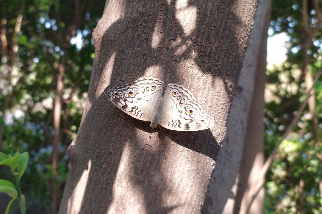 A butterfly on a tree bark - PixaHive