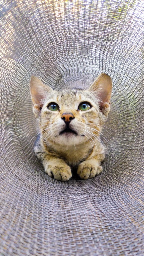 A cat on net - PixaHive