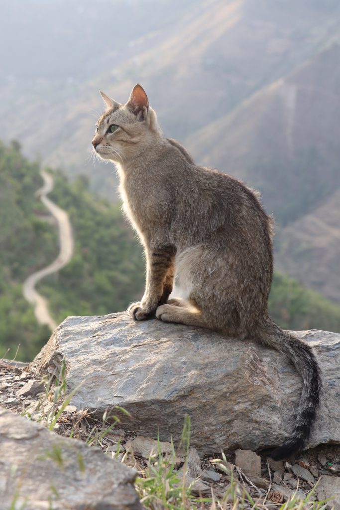 A cat sitting on a stone - PixaHive