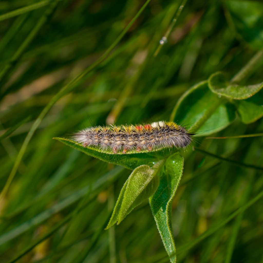 A caterpillar on green leaves - PixaHive