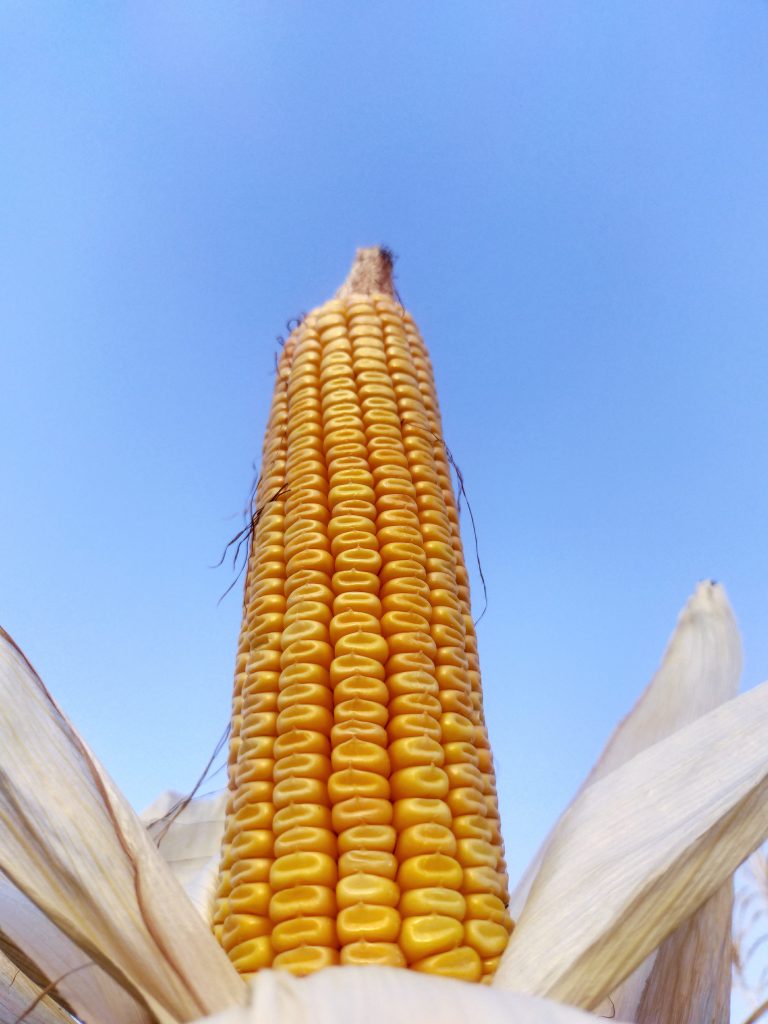 A corn cob - PixaHive