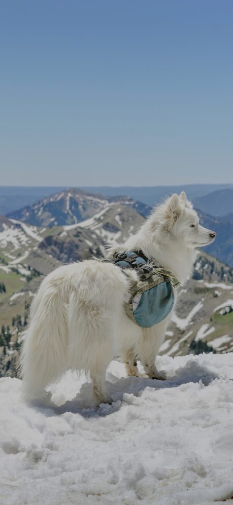 A dog on a snowy mountain - PixaHive