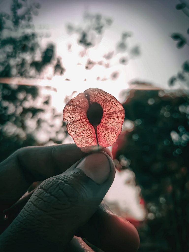 A dry leaf - PixaHive