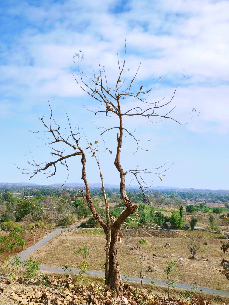 A dry tree - PixaHive