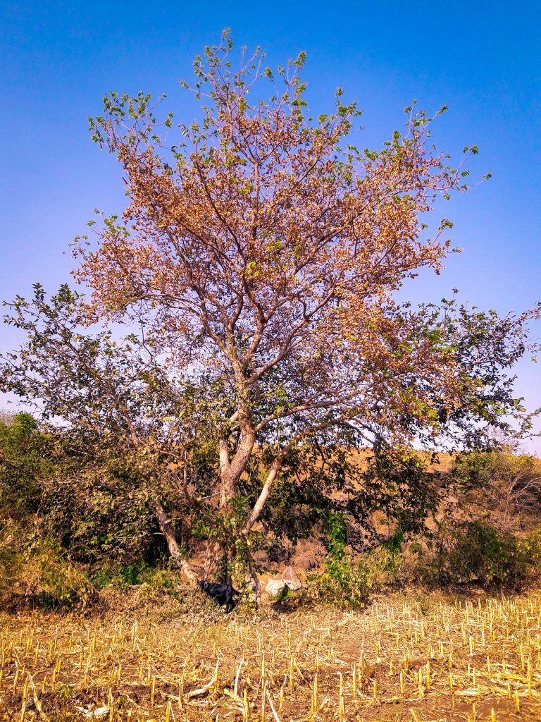 A dry tree in the forest - PixaHive