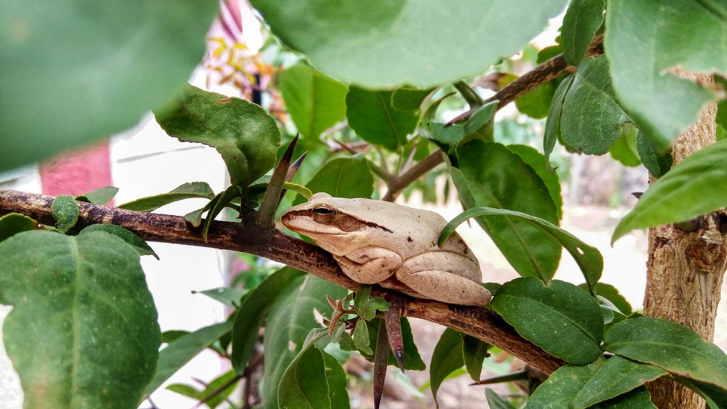 frog on tree branch - PixaHive
