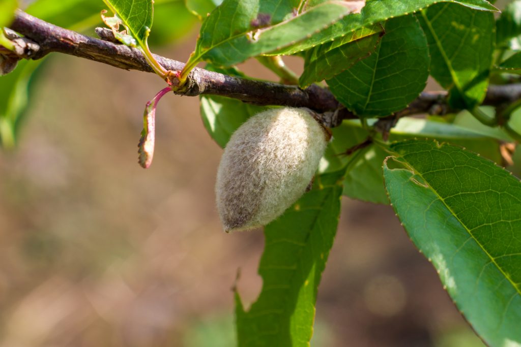 A growing peach - PixaHive