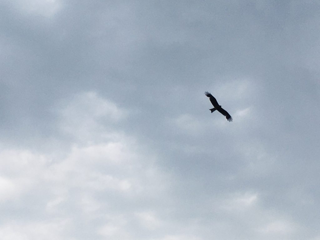 A high altitude bird - PixaHive