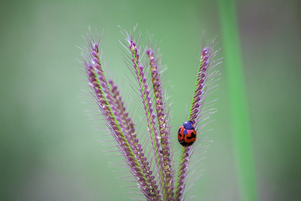 A lady bug on a plant - PixaHive
