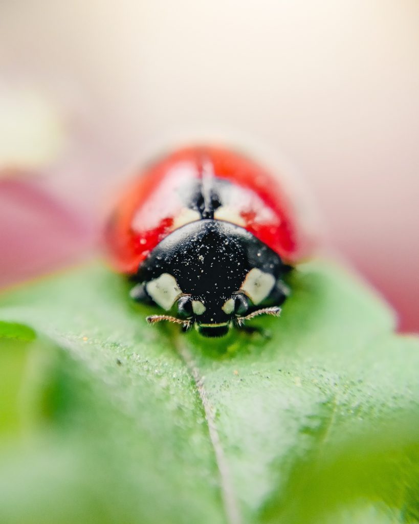 A ladybug on a leaf - PixaHive