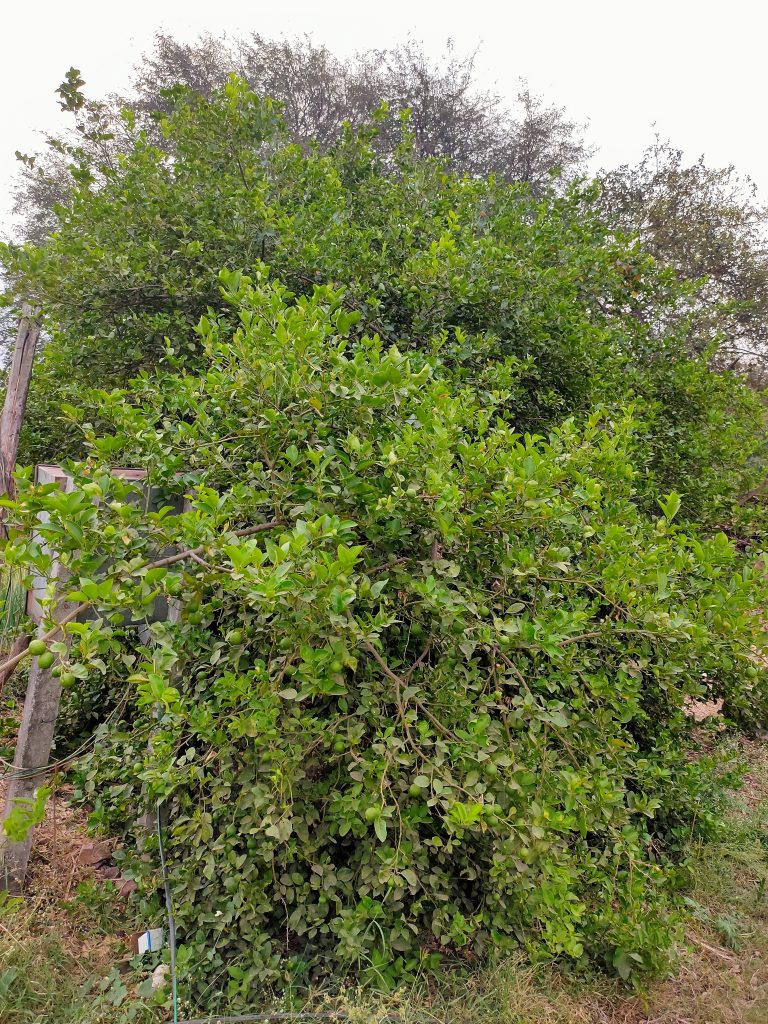 A lemon tree - PixaHive