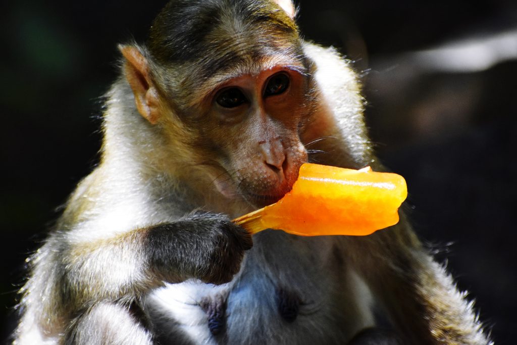 A monkey eating an ice pop - PixaHive